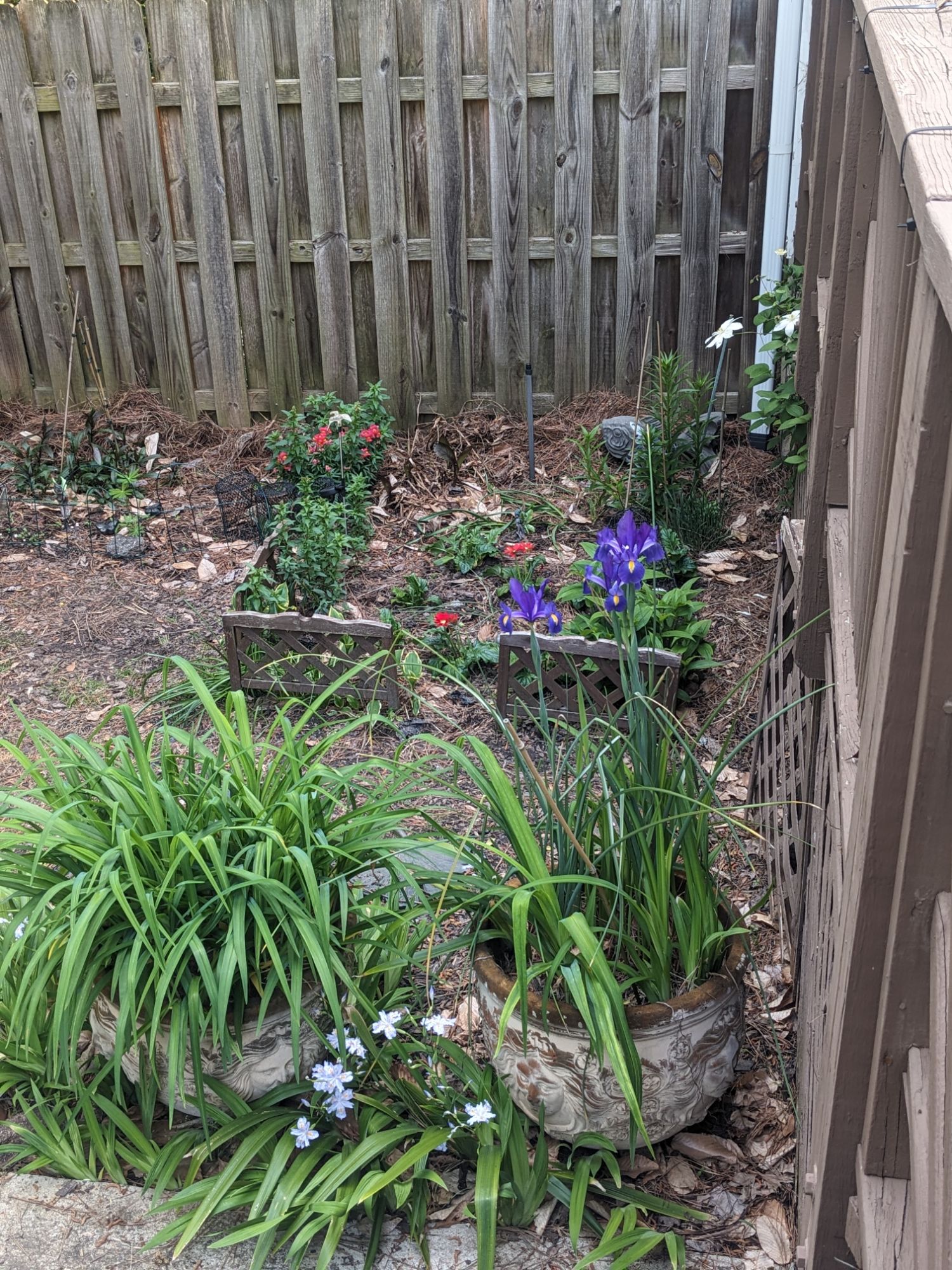 April blooms – A Childless Plant Lady Blog